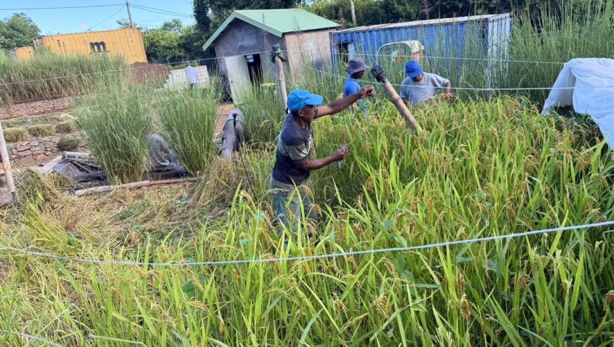 La Montagne : le pari d’une riziculture locale prend racine – Photos ...